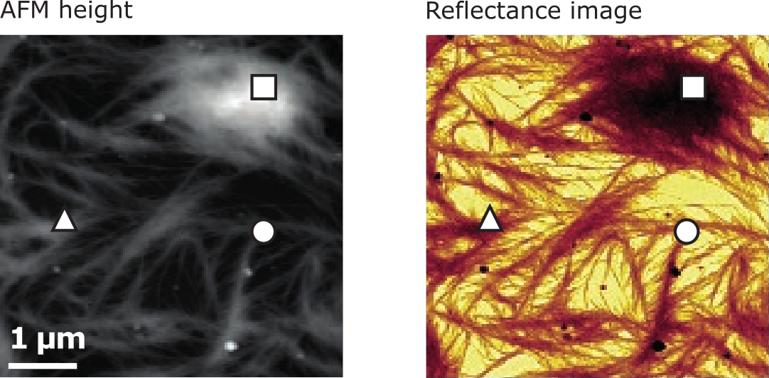 Analysis of secondary structure of amyloid fibers - NicoletCZ