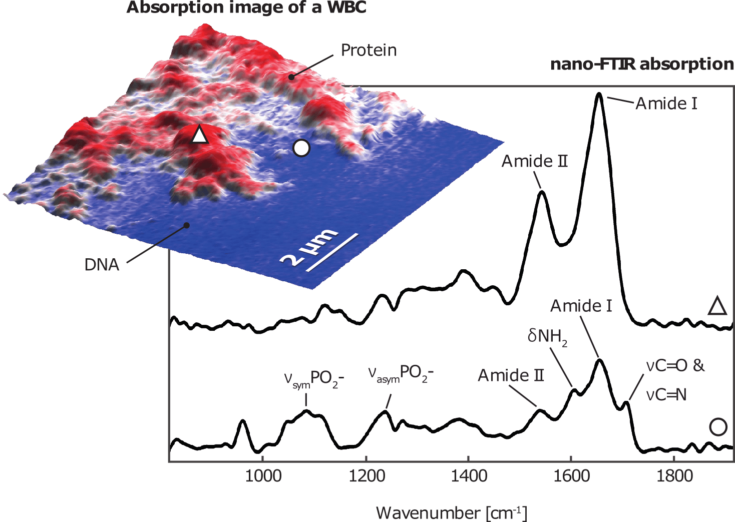 Nano-imaging of nucleocyte nucleus - NicoletCZ